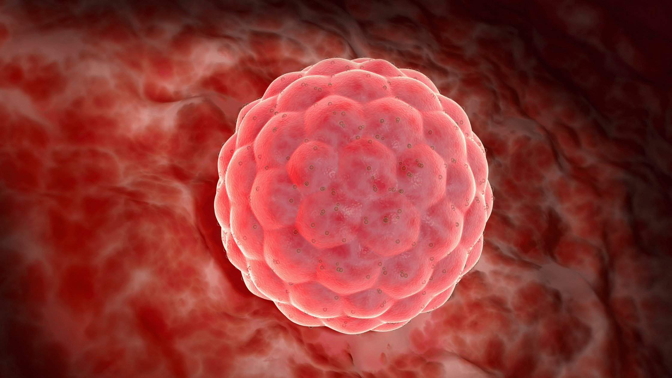 Partners | alpha-ivf