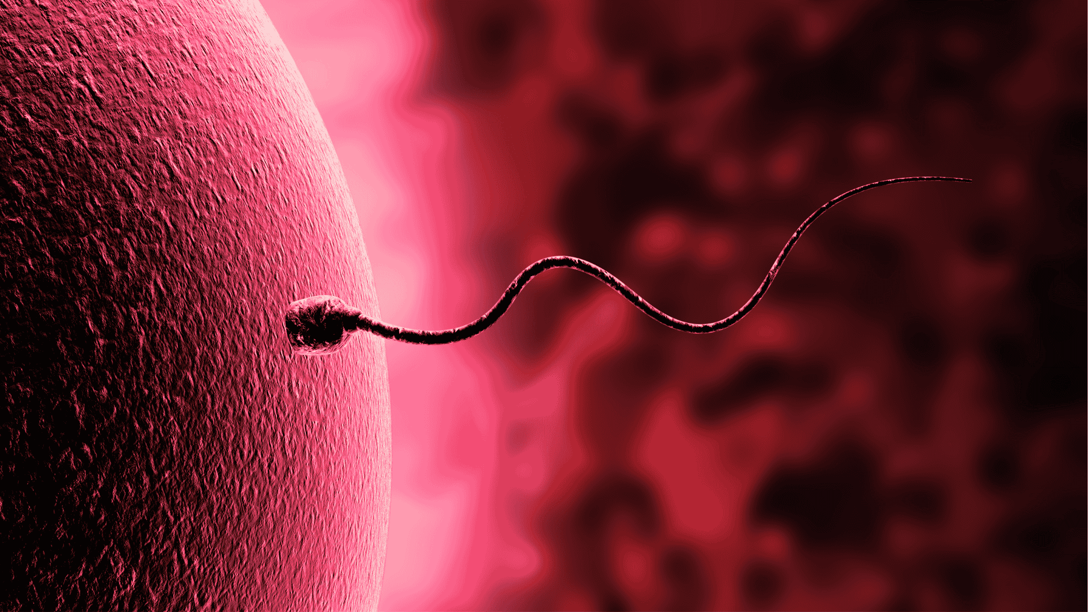 Sperm Sorting | alpha-ivf